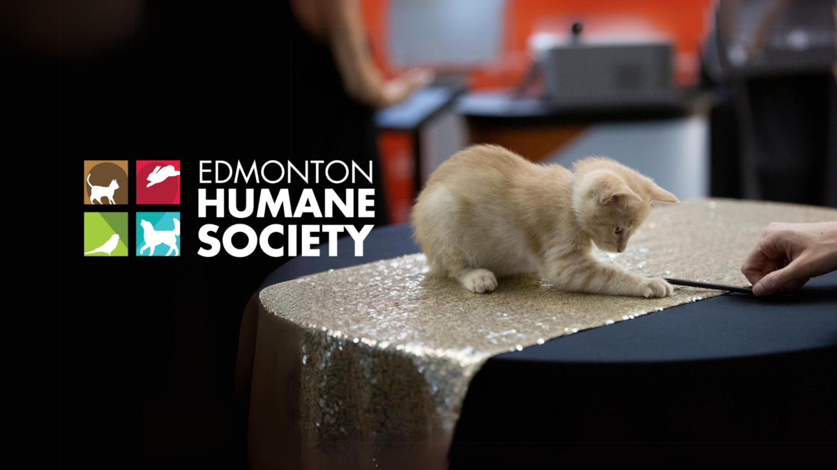 Celebrating International Cat Day: Our Commitment to the Edmonton ...